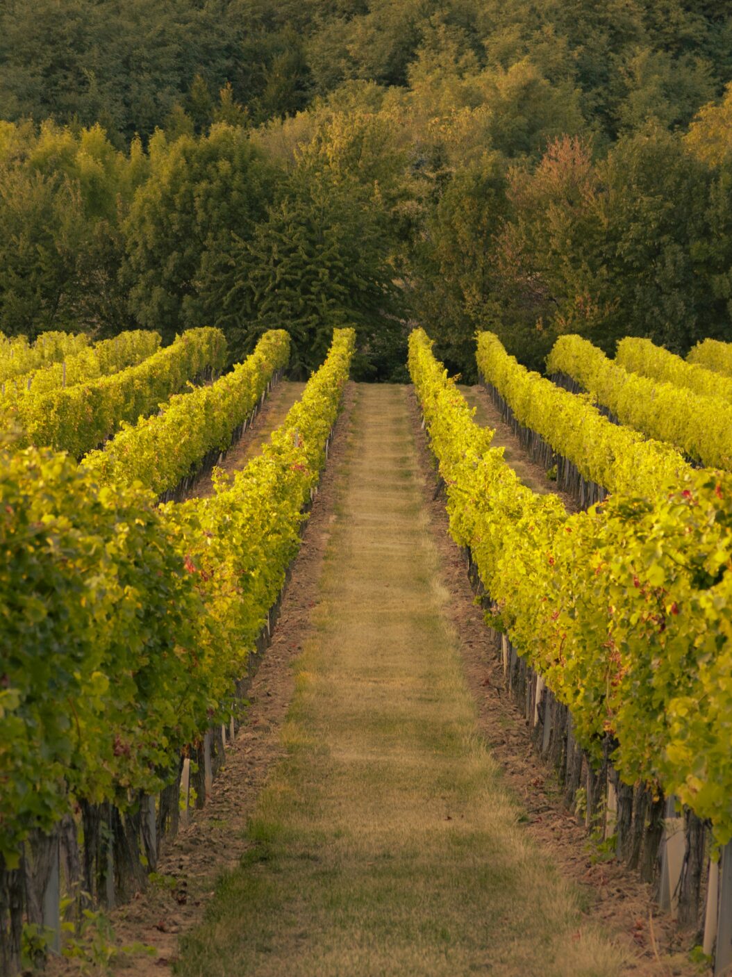 Love Zinfandel? These Six Alternatives Are Worth Trying Too. - Sip Confidently — Sippable Wine